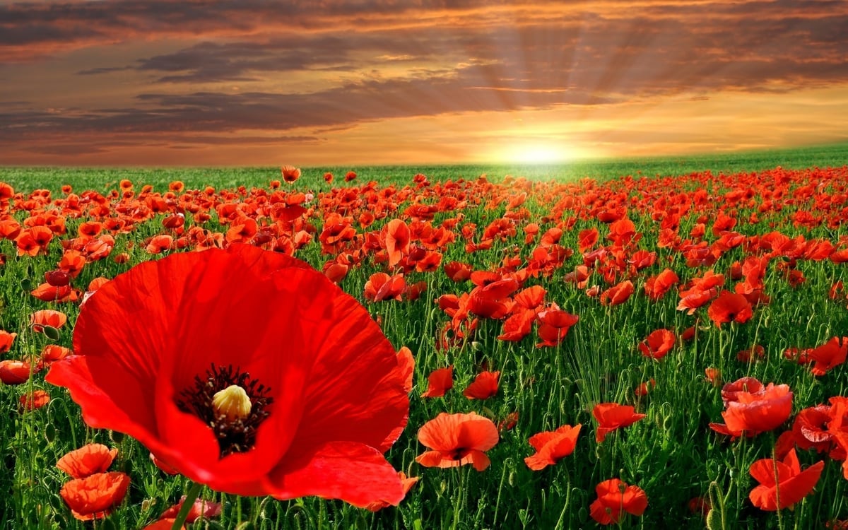 Lest We Forget: A Call to Observe the National Moment of Remembrance ...
